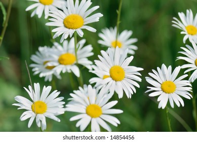 Gardening Daisy Chamomile Matricaria Perennial Flowering Stock Photo ...