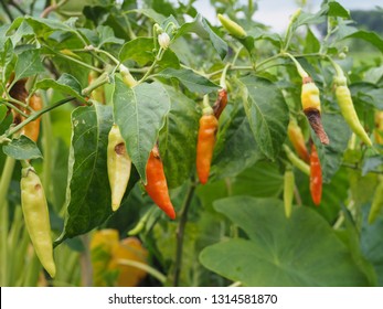 Close Chilli Tree Front View Detail Stock Photo 1314581870 | Shutterstock