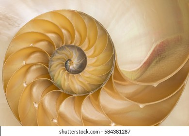 Closeup Nautilus Shell Revealing Intricate Patterns Stock Photo ...