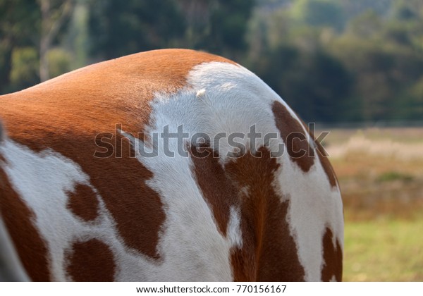 Close Coat Pattern Overo Chestnut White Stock Photo 770156167 ...