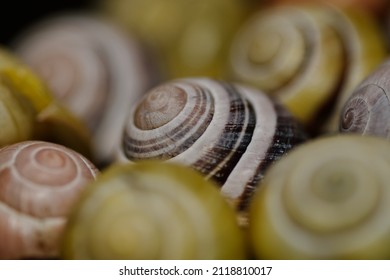 Close Collection Periwinkle Shells Stock Photo 2118810017 | Shutterstock
