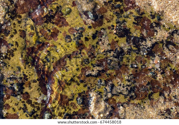 Close Colorful Barnacles Lichen Pattern Textures Stock Photo 674458018 ...