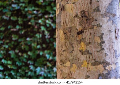 853 Gumtree trunk Images, Stock Photos & Vectors | Shutterstock