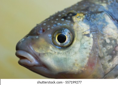 Close Common Bream Head Stock Photo 557199277 | Shutterstock
