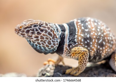 214 Common Collared Lizard Images, Stock Photos & Vectors | Shutterstock