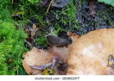 509 Shell less snail Images, Stock Photos & Vectors | Shutterstock