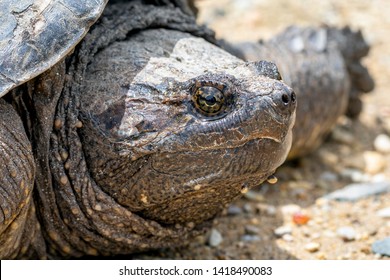 Close Common Snapping Turtle Stock Photo 1418490083 | Shutterstock