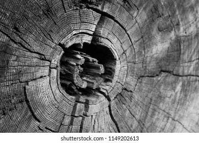 Close Core Tree Stock Photo 1149202613 | Shutterstock