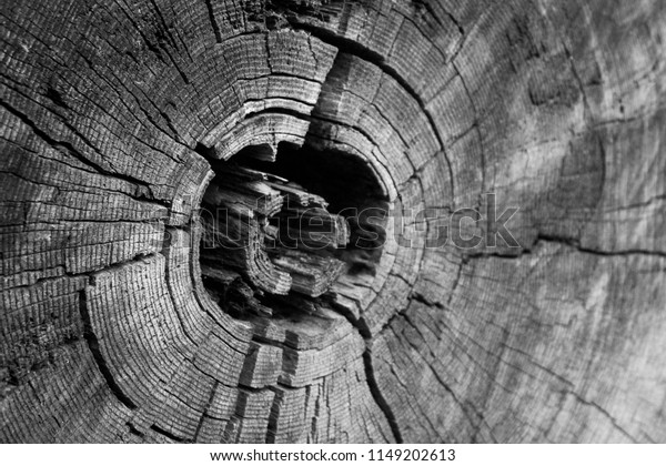 Close Core Tree Stock Photo 1149202613 | Shutterstock