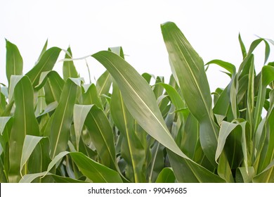 43,345 Corn leaf close Images, Stock Photos & Vectors | Shutterstock