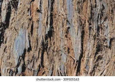Close Cortex Tree Stock Photo 309505151 | Shutterstock