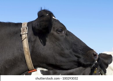 7,651 Holstein cow head Images, Stock Photos & Vectors | Shutterstock