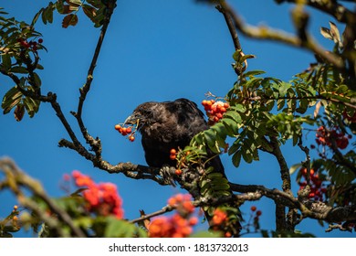 Close Crow Picking Tiny Red Berries Stock Photo 1813732013 | Shutterstock