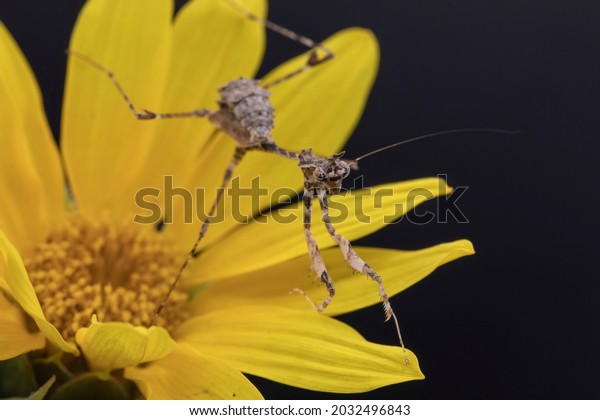 Close Cryptic Praying Mantis Crawling Across Stock Photo 2032496843 ...