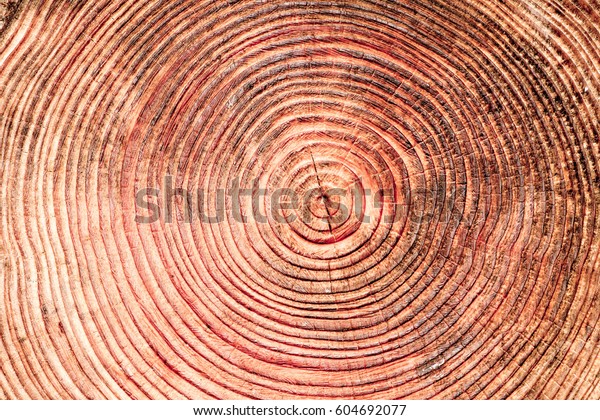Close Cut Cedar Tree Stock Photo (Edit Now) 604692077