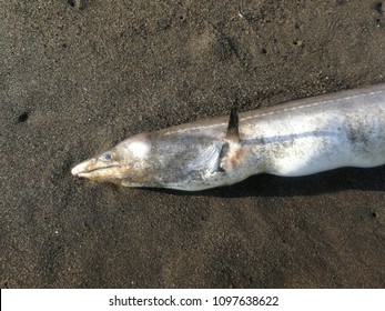 Dead eel : 259 images, photos et images vectorielles de stock ...