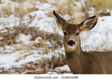 Close Deer Looking Camera Stock Photo 1528441688 | Shutterstock