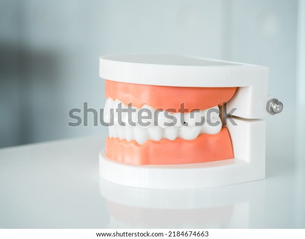 Close Denture Tooth Side View Acrylic Stock Photo 2184674663 | Shutterstock