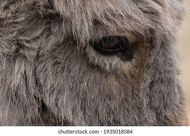 1,125 Donkey skin Images, Stock Photos & Vectors | Shutterstock
