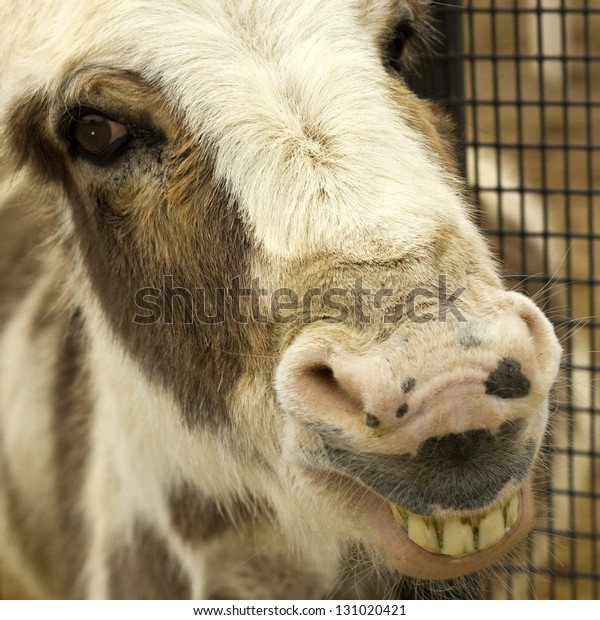 Close Donkey Face Exposed Teeth Stock Photo 131020421 | Shutterstock