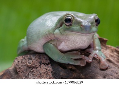 Close Dumpy Tree Frog Whites Tree Stock Photo 1399062029 | Shutterstock