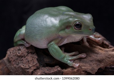 Close Dumpy Tree Frog Whites Tree Stock Photo 1399062080 | Shutterstock
