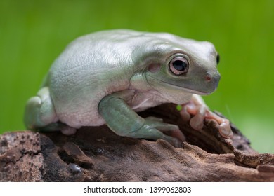 Dumpy Images, Stock Photos & Vectors | Shutterstock