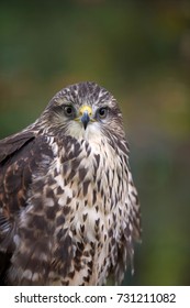 Portrait Vietnamese Eagle Looking Around Stock Photo 1618469113 ...
