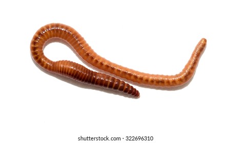 Animal Earth Worm Isolated On White Stock Photo (Edit Now) 108386846