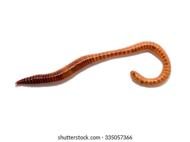 Earthworm On White Background Stock Photo (Edit Now) 118189993