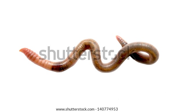 Close Earthworm Stock Photo (Edit Now) 140774953