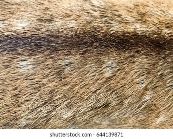 Close Elds Deer Fur Texture Background Stock Photo 644139871 | Shutterstock