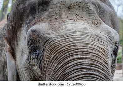 632 Close Up Elephant Eyelashes Images, Stock Photos & Vectors ...