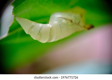 Close Empty Cocoon Stock Photo 1976771726 | Shutterstock
