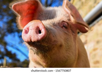 1,710 Pig's face Images, Stock Photos & Vectors | Shutterstock