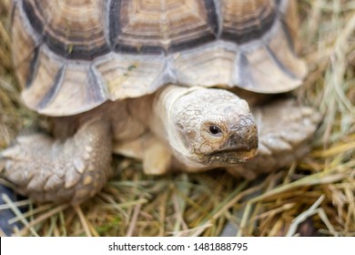 24 Turtle with straw in nose Images, Stock Photos & Vectors | Shutterstock