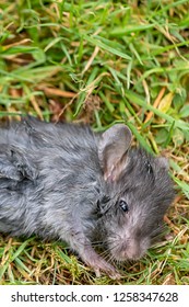 748 Wound mouse Images, Stock Photos & Vectors | Shutterstock