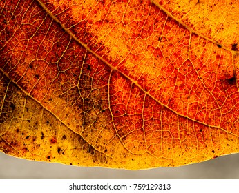 Close Fall Leaf Wallpaper Stock Photo 759129313 | Shutterstock