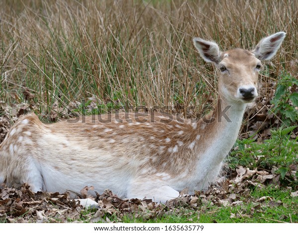 Close Fallow Deer Laying Down Stock Photo 1635635779 | Shutterstock