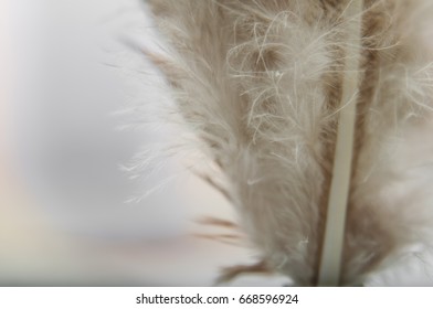 Closeup Beautiful Creamy Dry Grass Bouquet Stock Photo (Edit Now ...