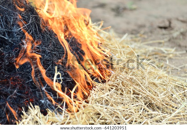 Close Fire Burning Stack Rice Straw Stock Photo 641203951 | Shutterstock