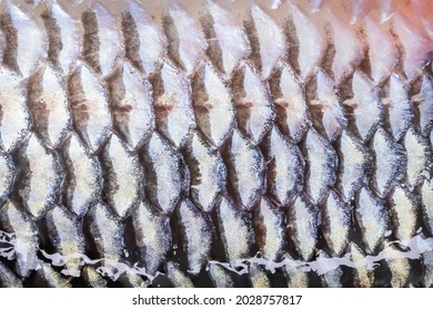 2,406 Silver barb fish Images, Stock Photos & Vectors | Shutterstock