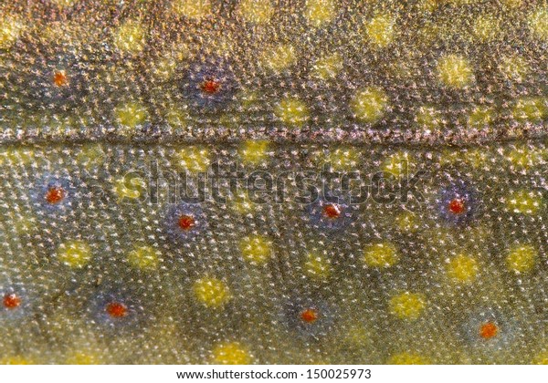 Close Fish Trout Skin Pattern Spots Stock Photo (Edit Now) 150025973