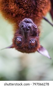 Close Flying Fox Stock Photo 797066278 | Shutterstock