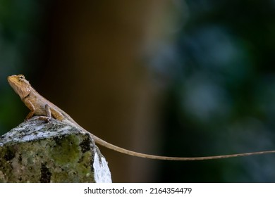 10,319 Lizard With Crest Images, Stock Photos & Vectors | Shutterstock