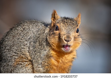 403 Squirrel tongue out Images, Stock Photos & Vectors | Shutterstock