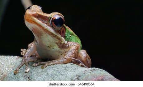Leucistic Tokay Gecko Gekko Gecko Isolated Stock Photo (Edit Now) 41947735