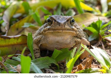 6,166 Front view frog Images, Stock Photos & Vectors | Shutterstock