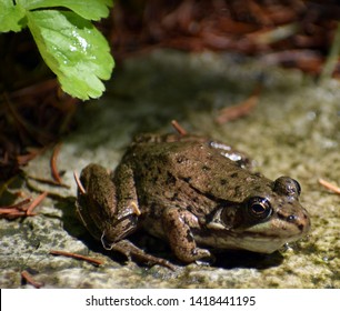 100 Frog underneath Images, Stock Photos & Vectors | Shutterstock