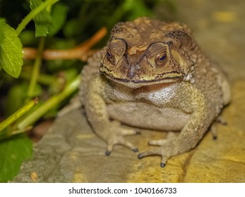 Close Front Face Common Toad Amphibians Stock Photo 1040166733 ...